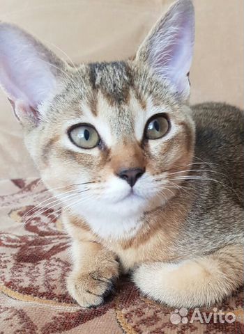 Породистая золотая кошка