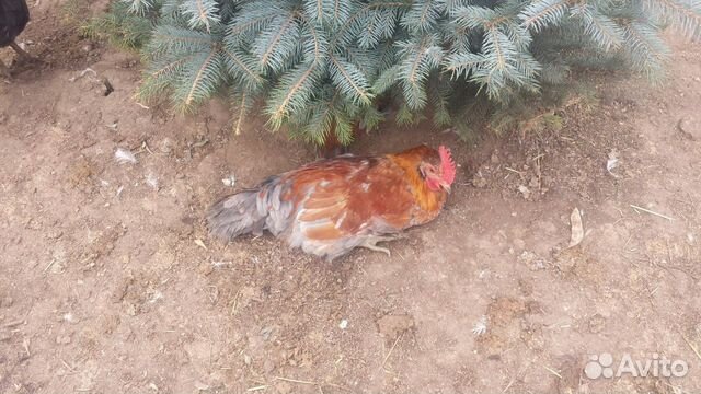 Продажа молодых петушков
