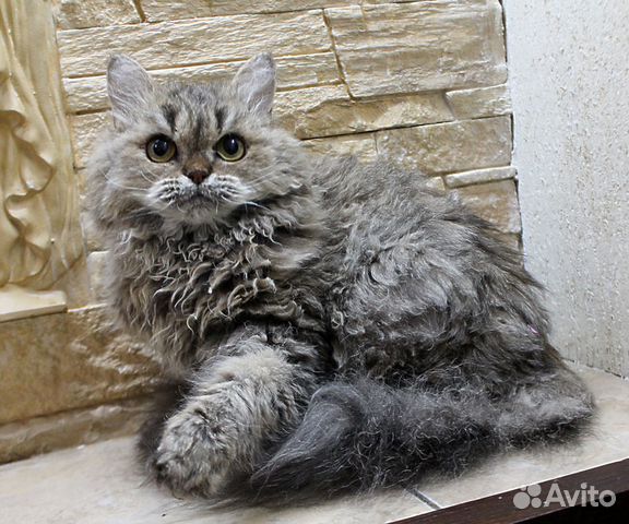 Роскошная девица