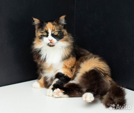 Кошечка Пума ищет дом