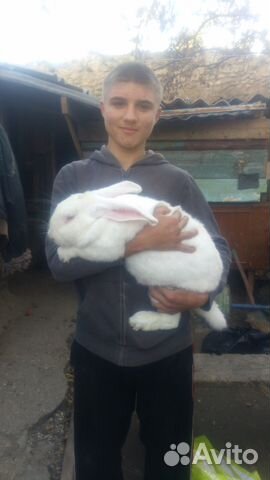 Продажа Самца белого виликана