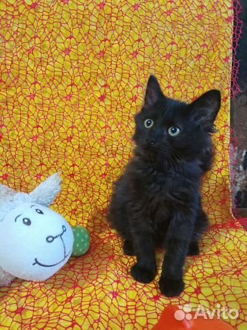 Черная кошечка