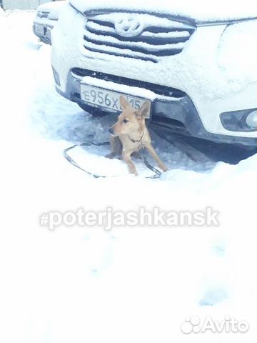 Ищу хозяина для щенка