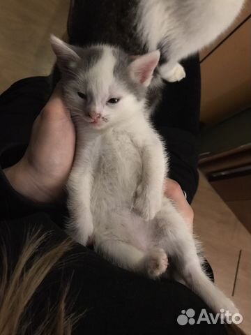 Котята В дар