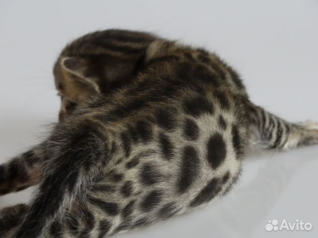 Лучшие бенгальские котята для Вас