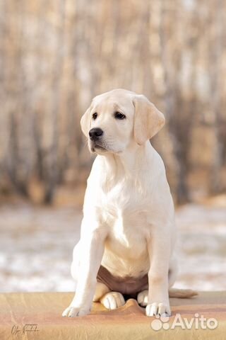 Очаровательные породистые щенки Лабрадора