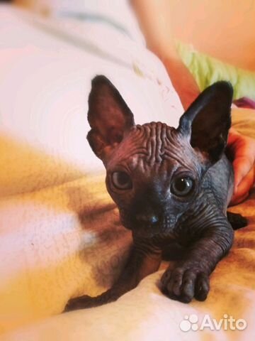 Котята канадского сфинкса