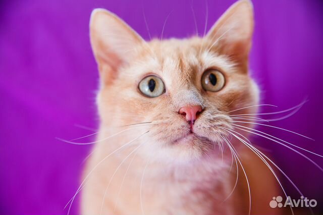 Персиковая толстушка