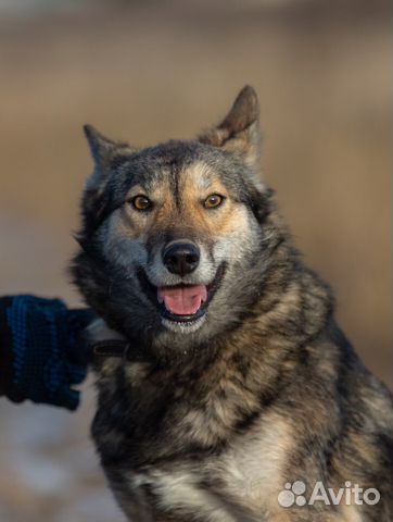 Метис лайки девочка 1 год. Супер характер