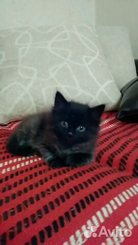 Котенок девочка