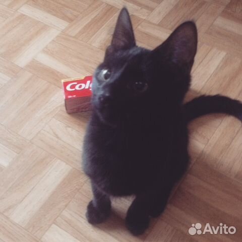 Черный кот Екатеринбург