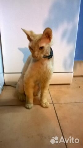 Отдам в добрые руки