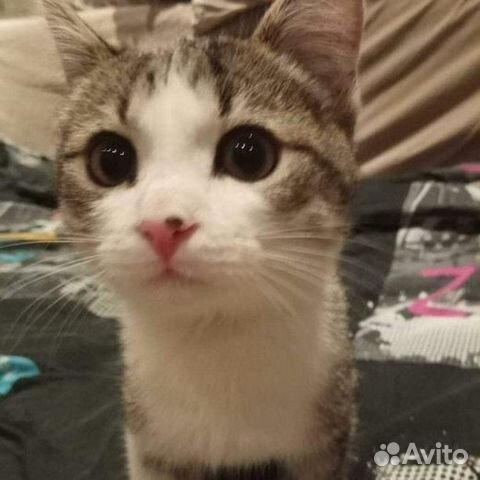 Котёнок Степка
