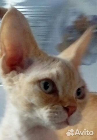Котенок девон-рекс цвета крем-поинт