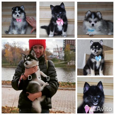 Мини Хаски, Помски, уникальные питомцы) есть выбор