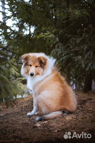 Щенок колли д/ш (рыжая девочка)