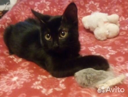 Котодевочка в добрые руки