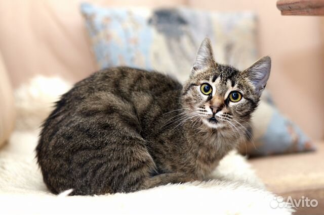 Котенок Лора