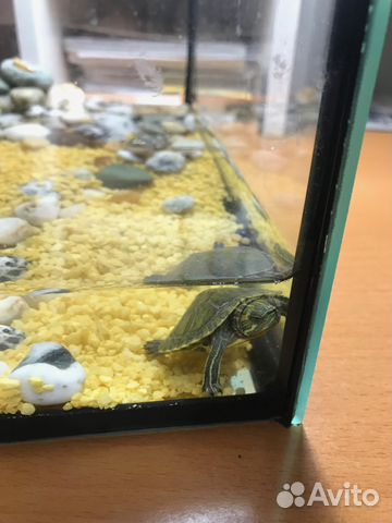 Маленькая красноухая черепашка