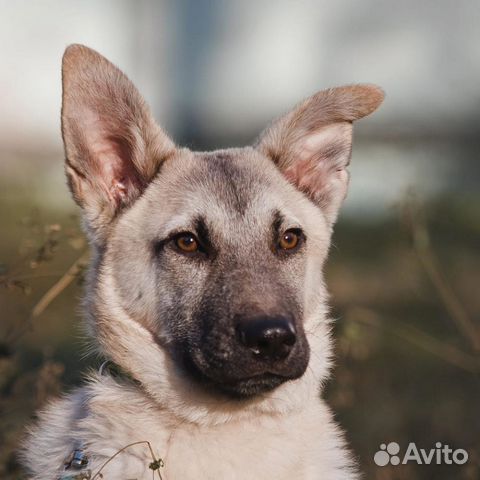 Плюшевый щенок мальчик Ушан в хорошие руки