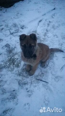 Щенок зсл помесь с немецкой овчаркой