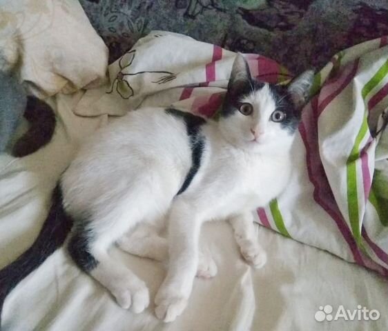 Отдадим молодого котика