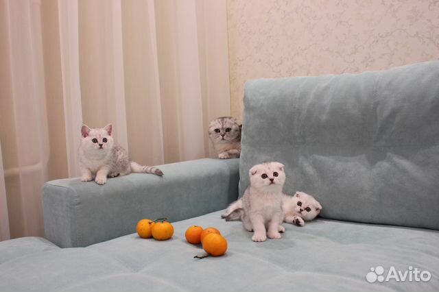 Шикарные котята