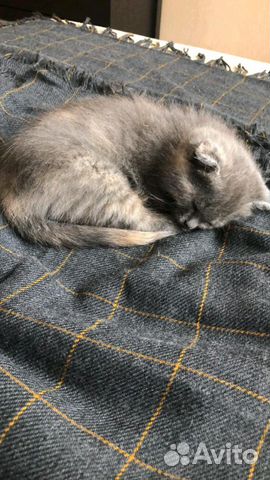 Котенок вислоухая британка