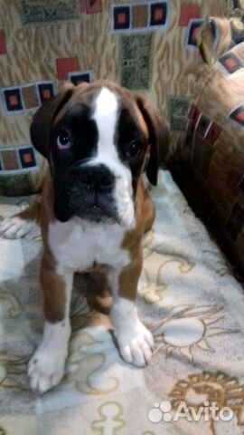 Немецкий боксер щенок