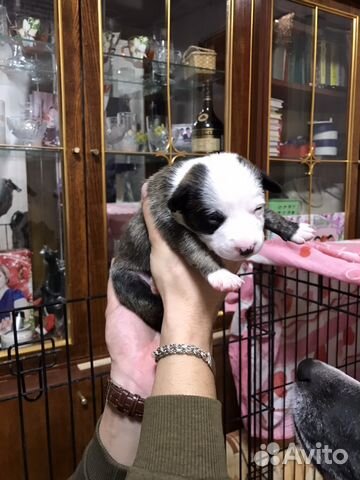 Щенки помесь стафа