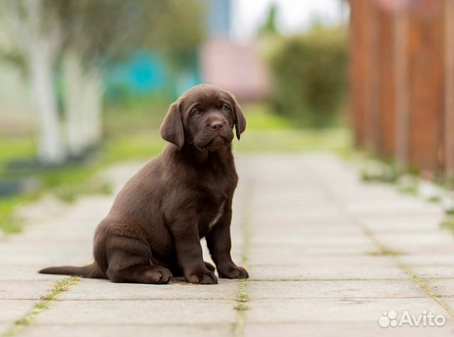 Шикарный щенок лабрадора