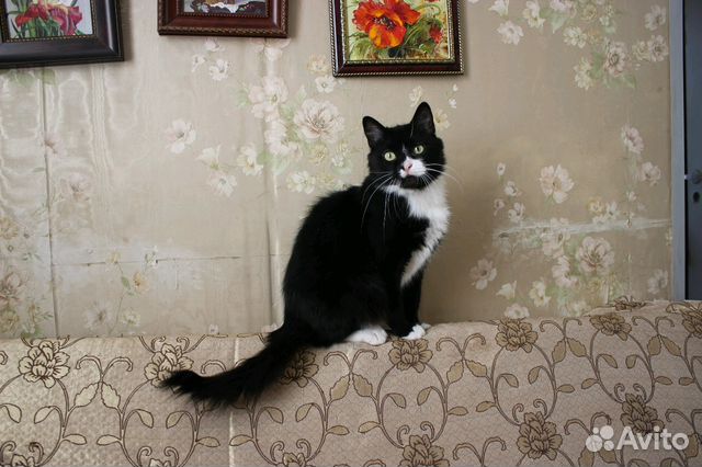 Кошечка Мусечка