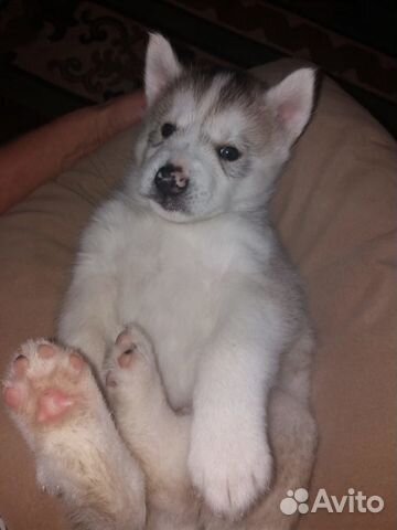 Продам щенков Хаски