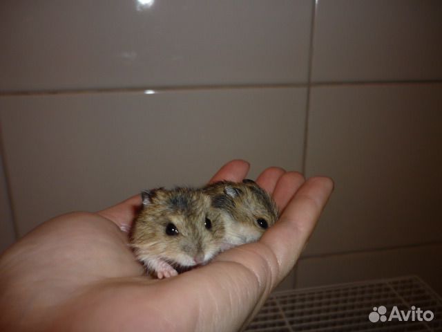 Хомячки