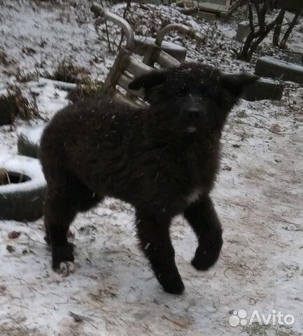 Ньюфаундленд щенки