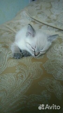 Отдам котенка,девочку