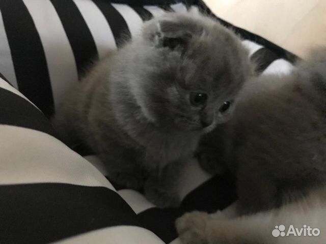Котята помесь британской вислоухой