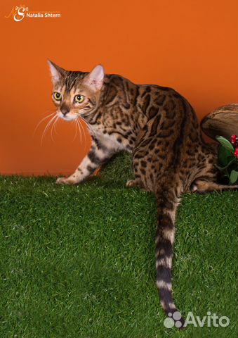 Бенгальские крошки под ёлочку