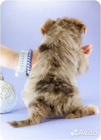 Девочка шоколадный мрамор