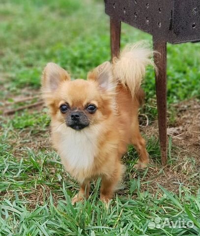 Чихуахуа,подрощенный кобель