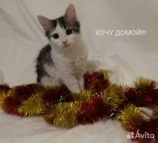 Котенок Кнопа 3 месяца в добрые ручки