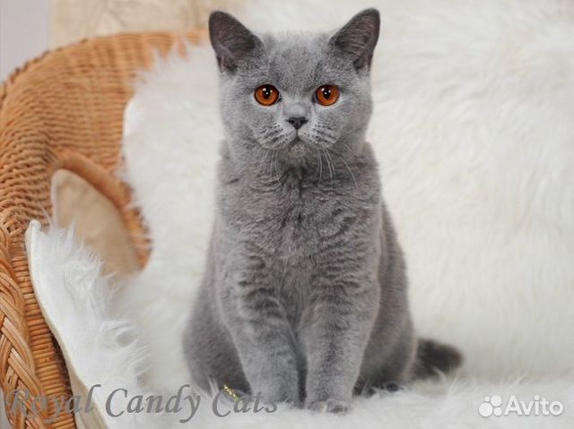Британский котенок, голубая кошечка