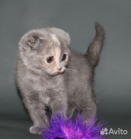 Котята шотландские