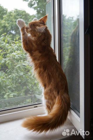 Красавцы Мейн кунята