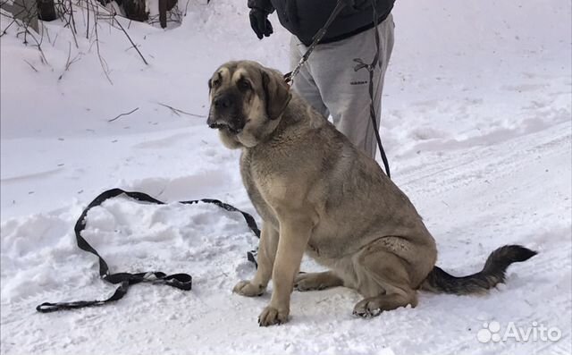 Испанский мастиф для вязки