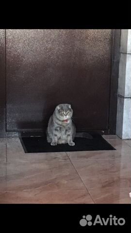 Отдам британскую вислоухую