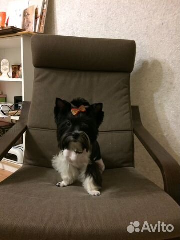 Бивер девочка взрослая