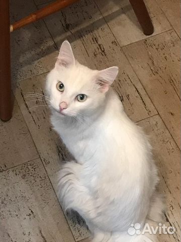 Ангорский молодой котик