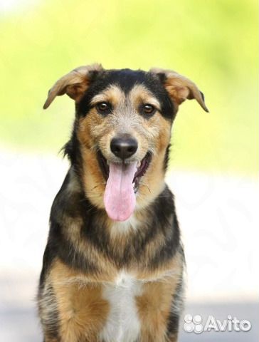 Добрик - просто создан жить дома с семьей и детьми