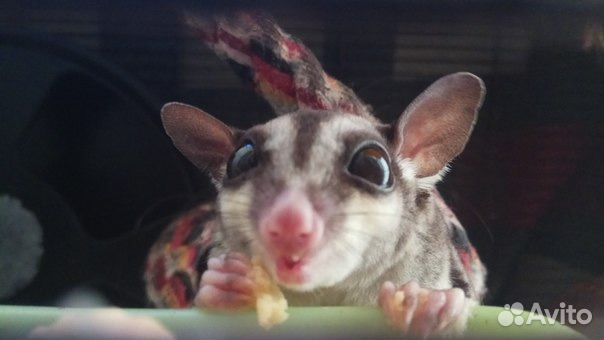 Сахарный поссум (самка) + клетка со всем необходим